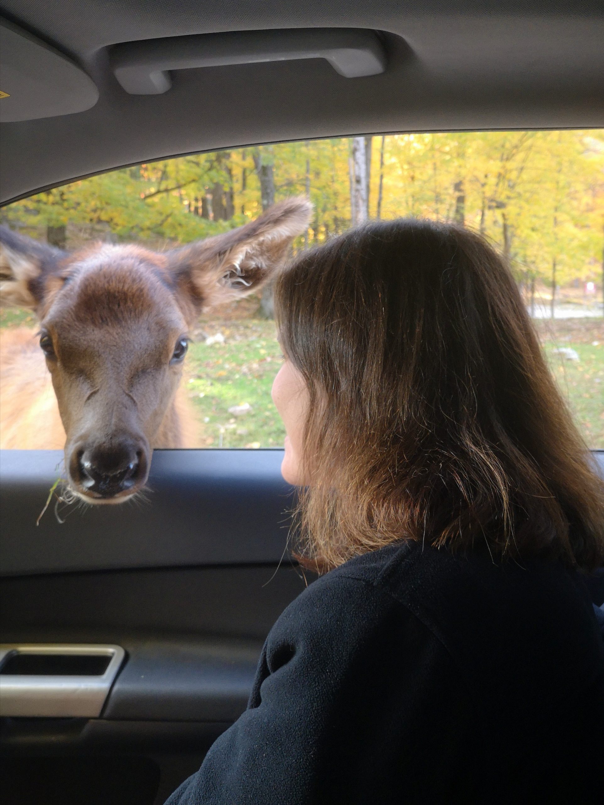 The Capital City Ottawa & my First Encounter with Canadian Animals ...